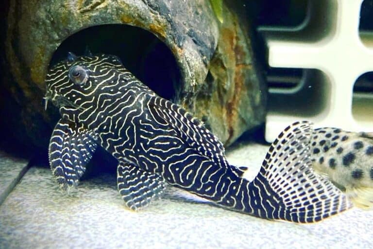 12 Smallest Pleco Species: Ranked by Size