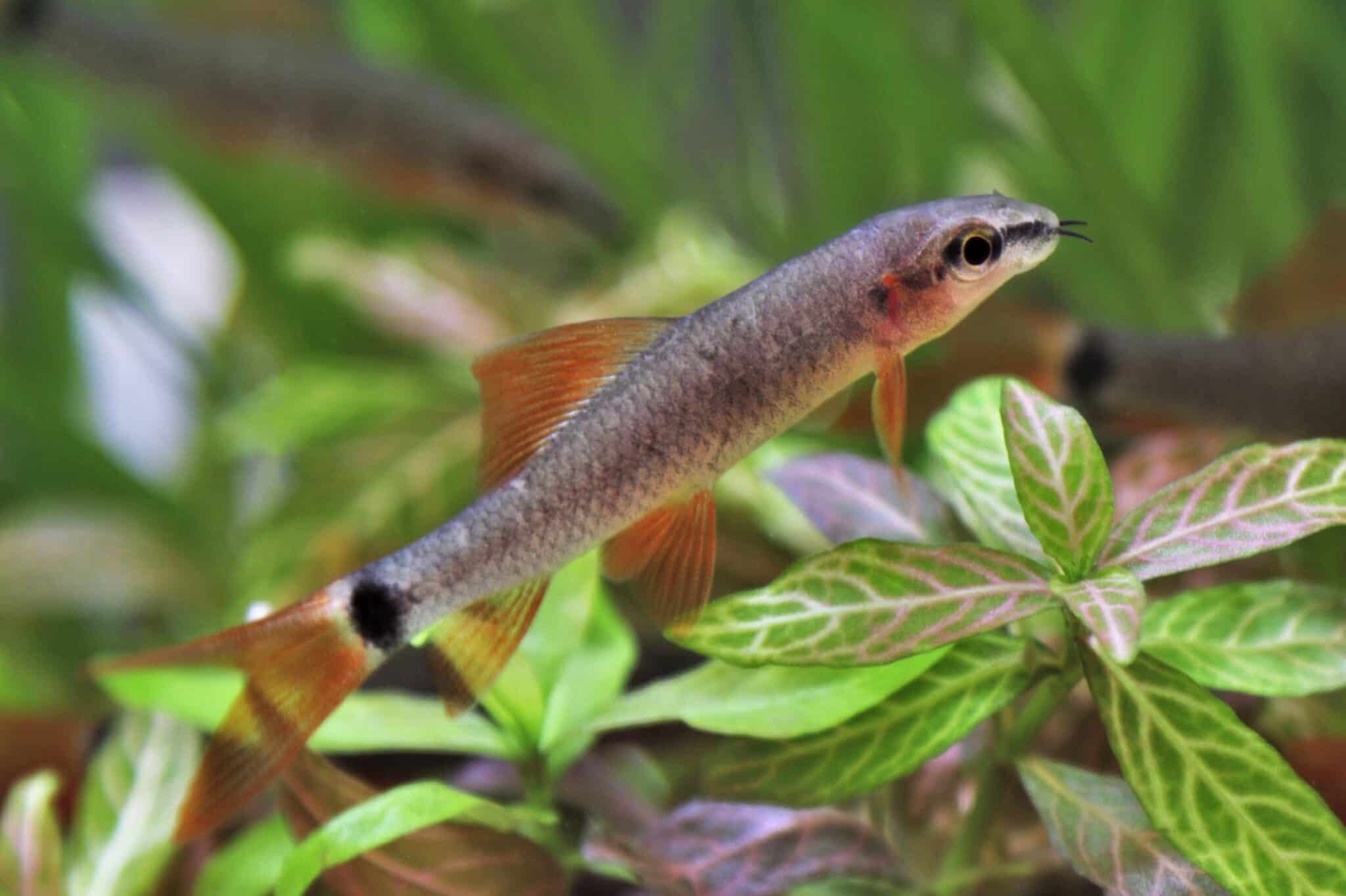 14 Freshwater Aquarium Sharks for All Tank Sizes