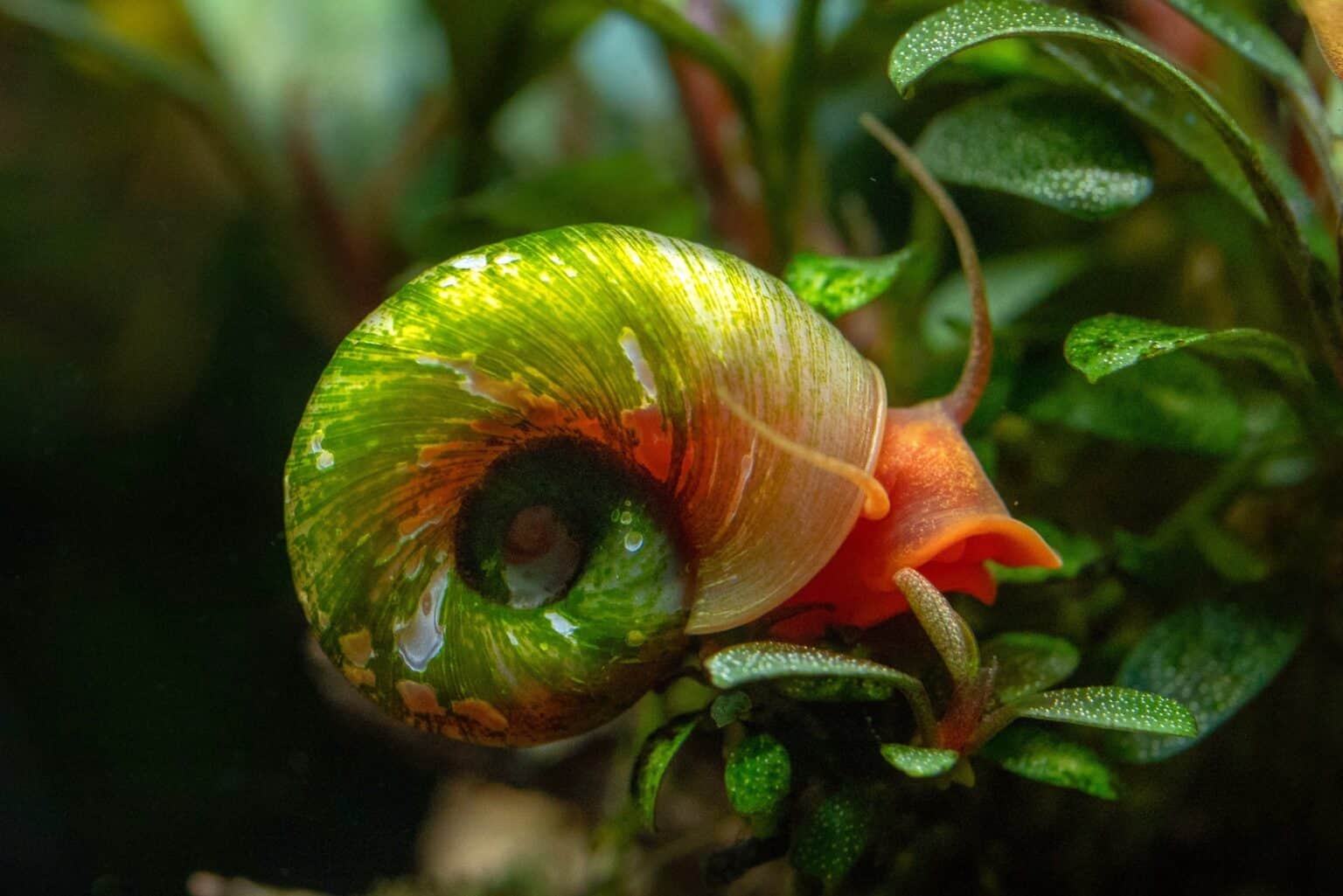 Ramshorn Snail: Species Profile, Care Guide & Lifespan