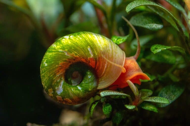 Ramshorn Snail: Species Profile, Care Guide & Lifespan
