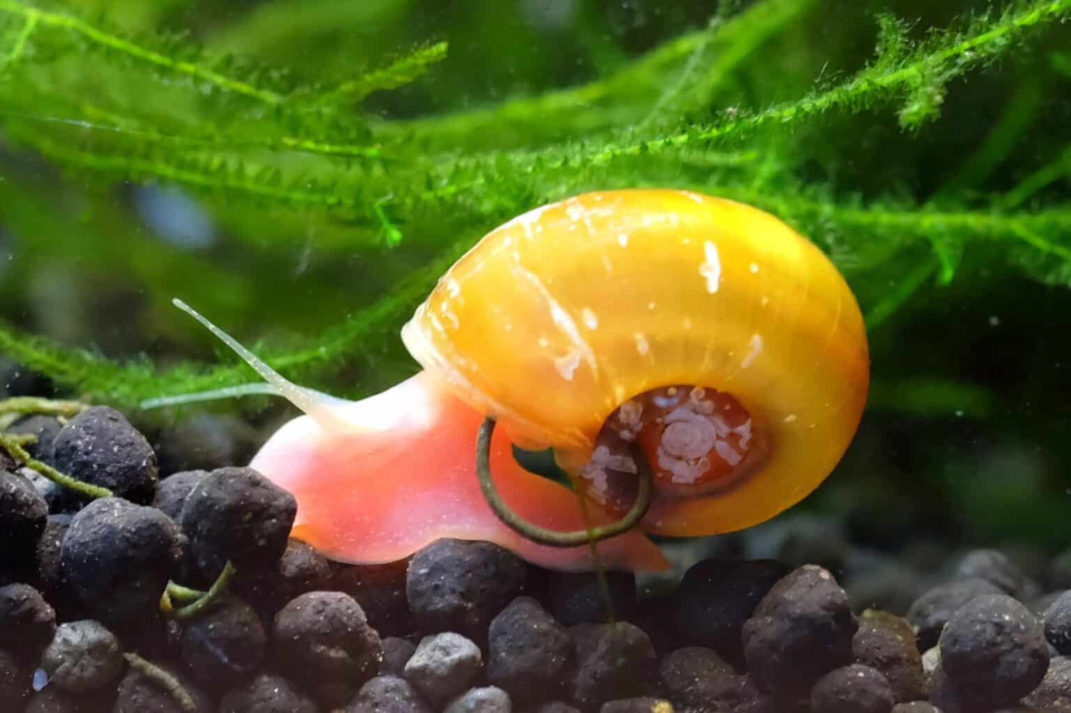 Ramshorn Snail: Species Profile, Care Guide & Lifespan