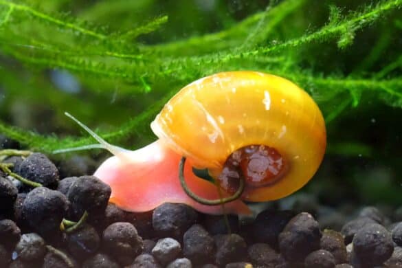 Ramshorn Snail: Species Profile, Care Guide & Lifespan