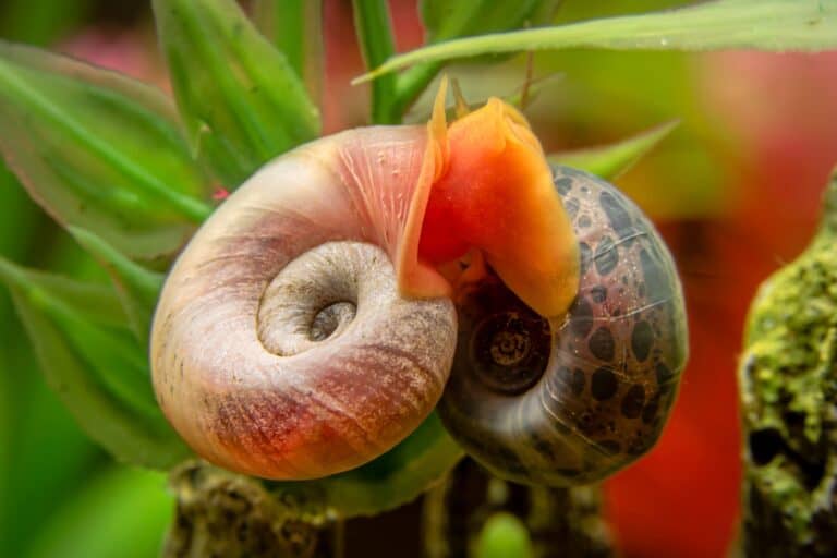 Ramshorn Snail: Species Profile, Care Guide & Lifespan