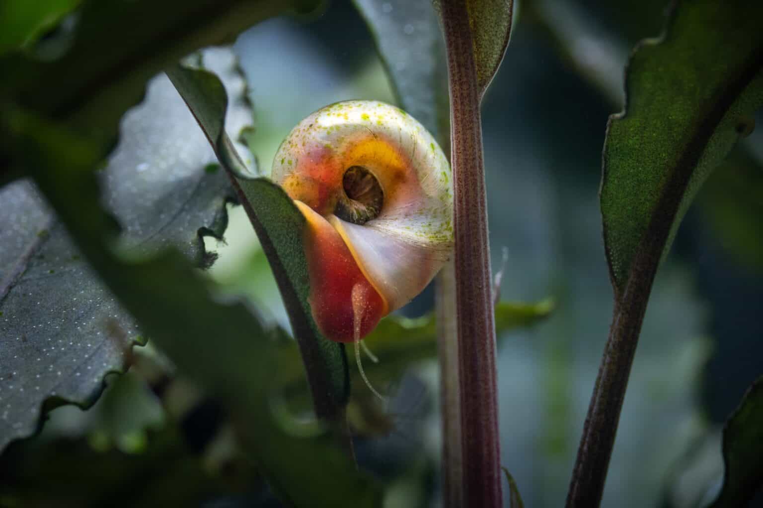 Ramshorn Snail: Species Profile, Care Guide & Lifespan
