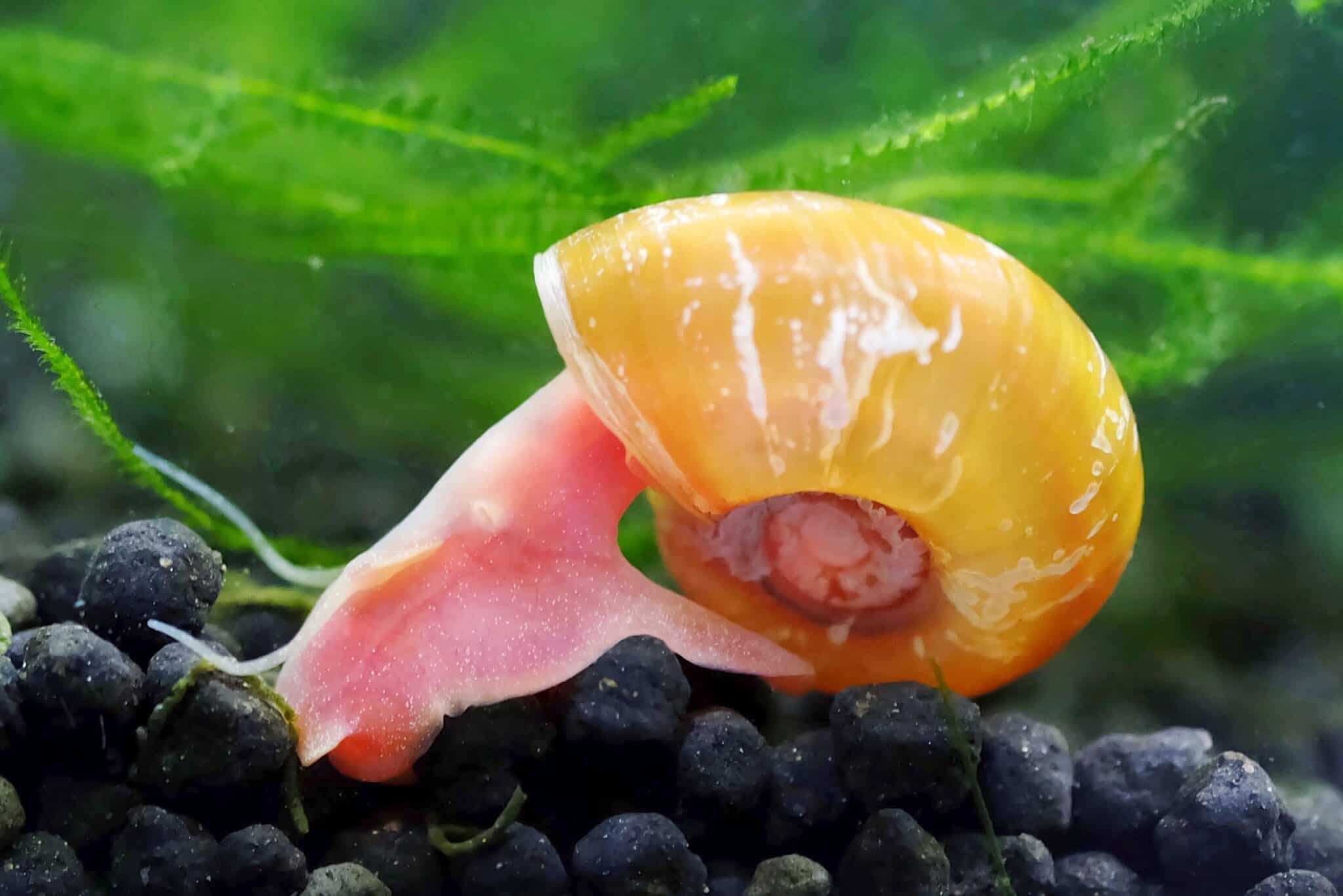 Ramshorn Snail: Species Profile, Care Guide & Lifespan