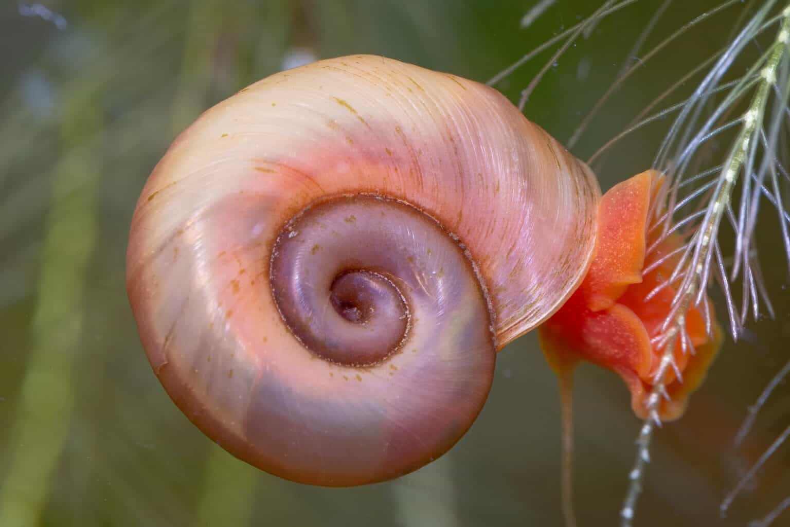 Ramshorn Snail: Species Profile, Care Guide & Lifespan
