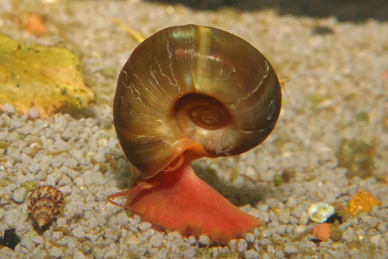 Ramshorn Snail: Species Profile, Care Guide & Lifespan