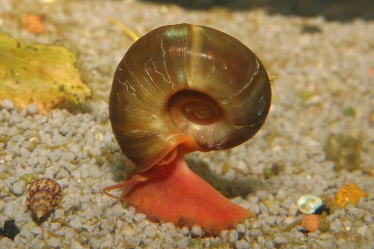 Ramshorn Snail: Species Profile, Care Guide & Lifespan
