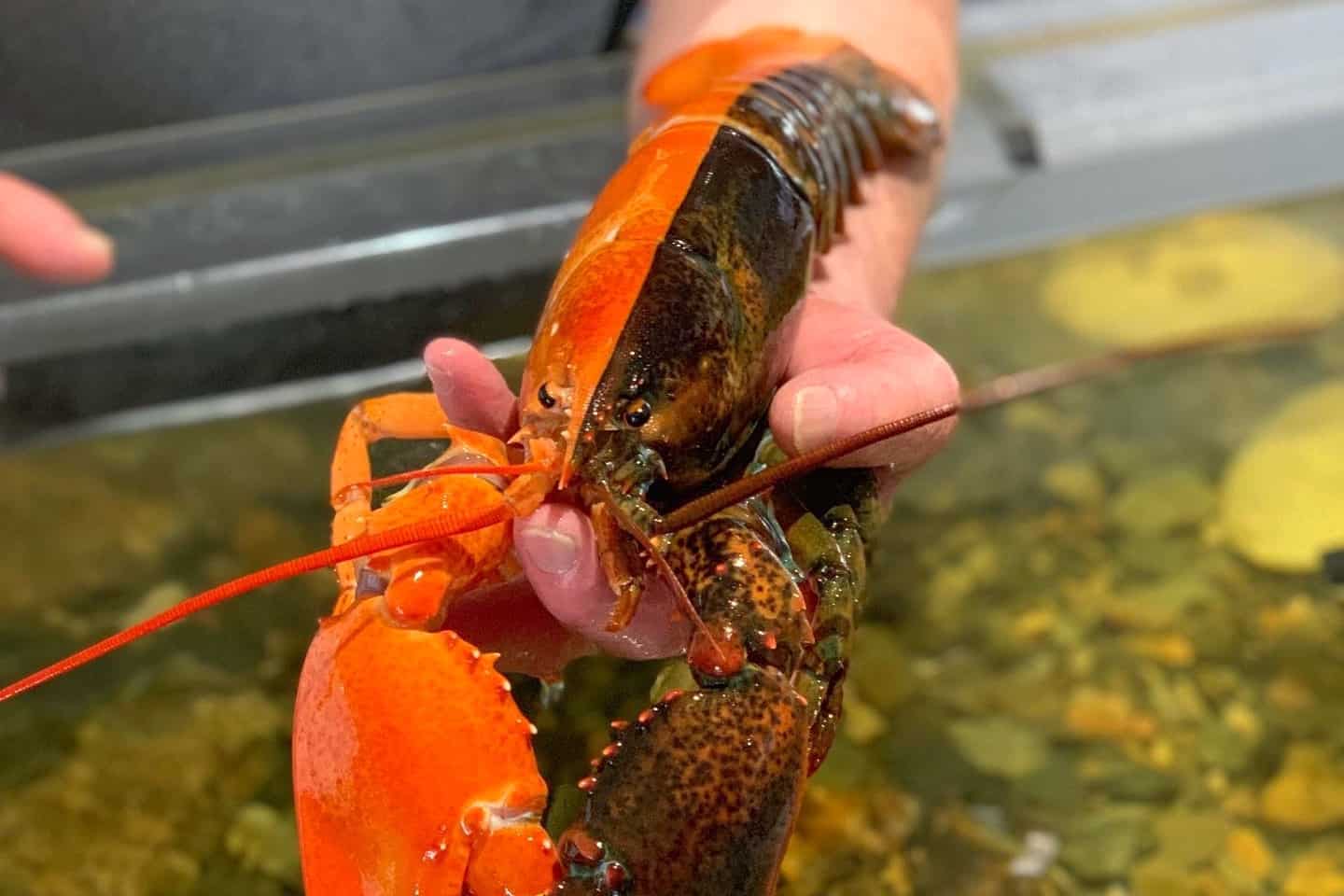 Top 8 Rarest Lobster Colors: Ranked by Rarity