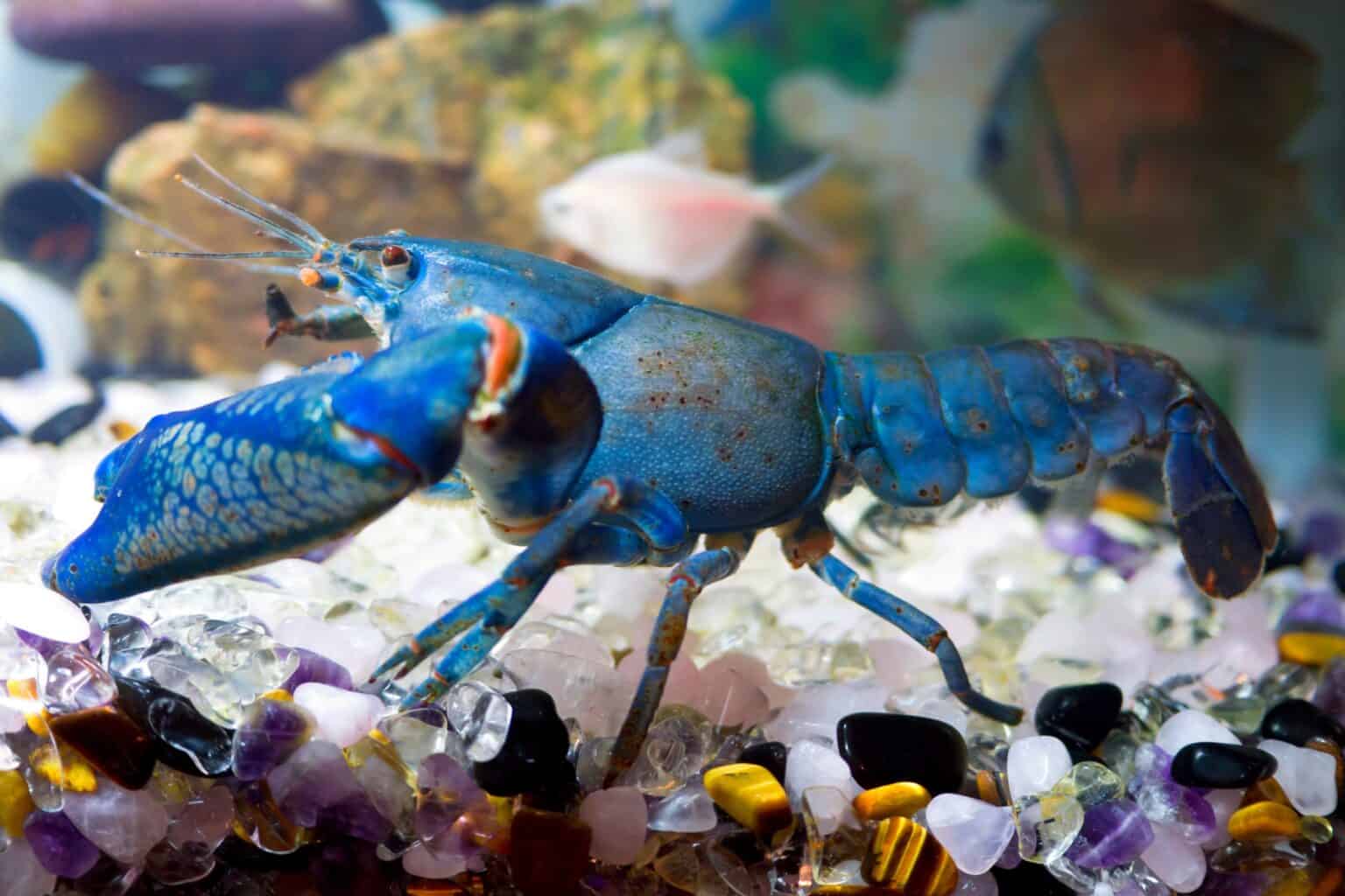 Top 8 Rarest Lobster Colors: Ranked by Rarity