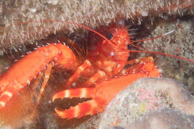 Top 8 Rarest Lobster Colors: Ranked by Rarity