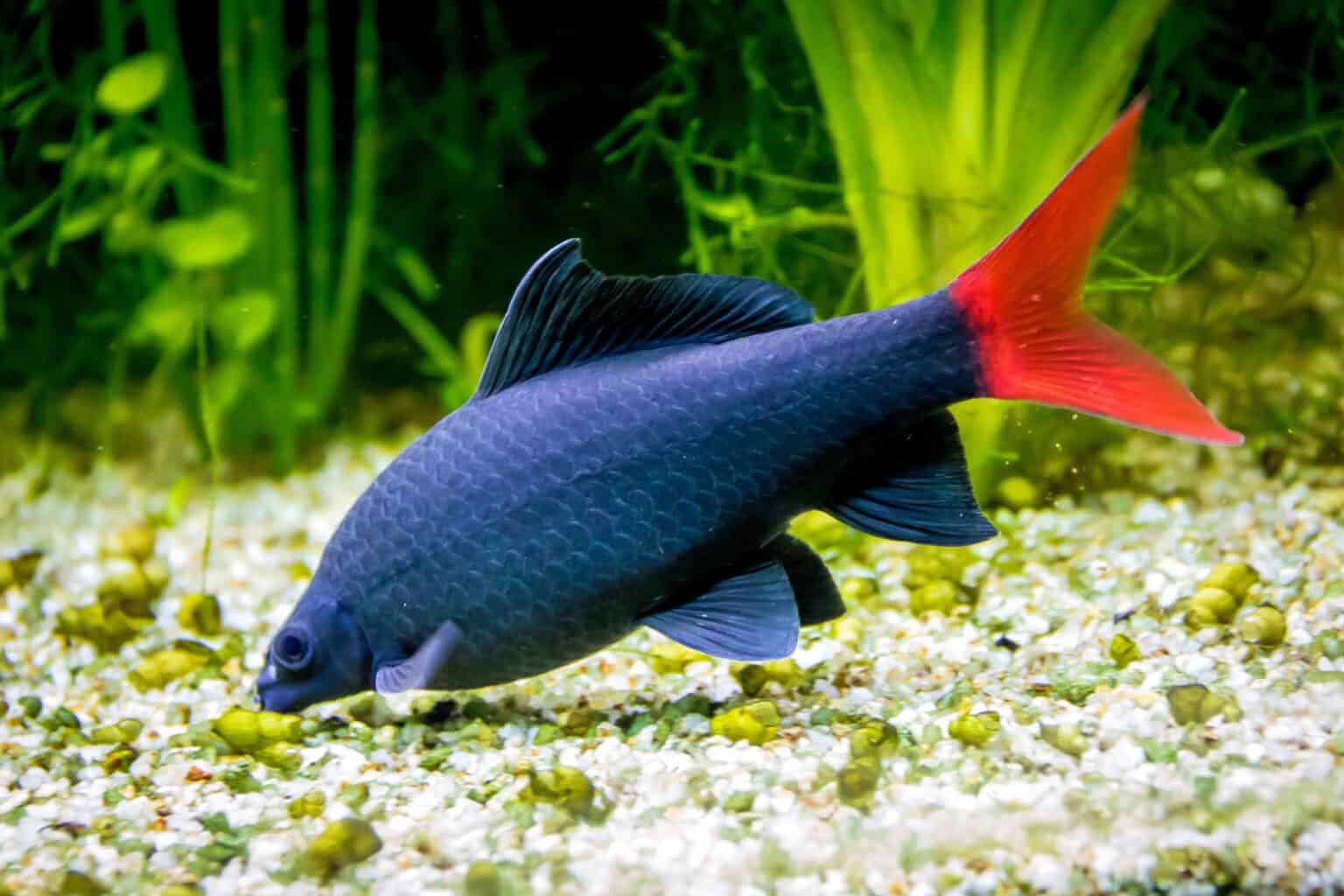 14 Freshwater Aquarium Sharks for All Tank Sizes