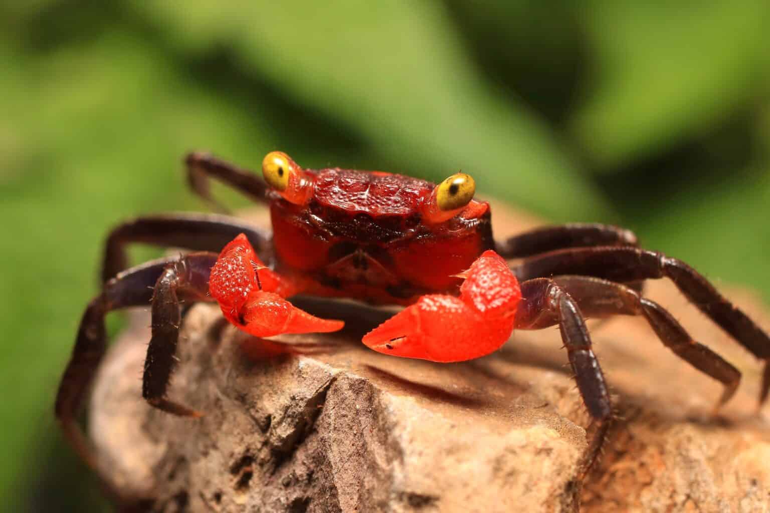 Vampire Crab: Species Profile, Care Guide & Pictures