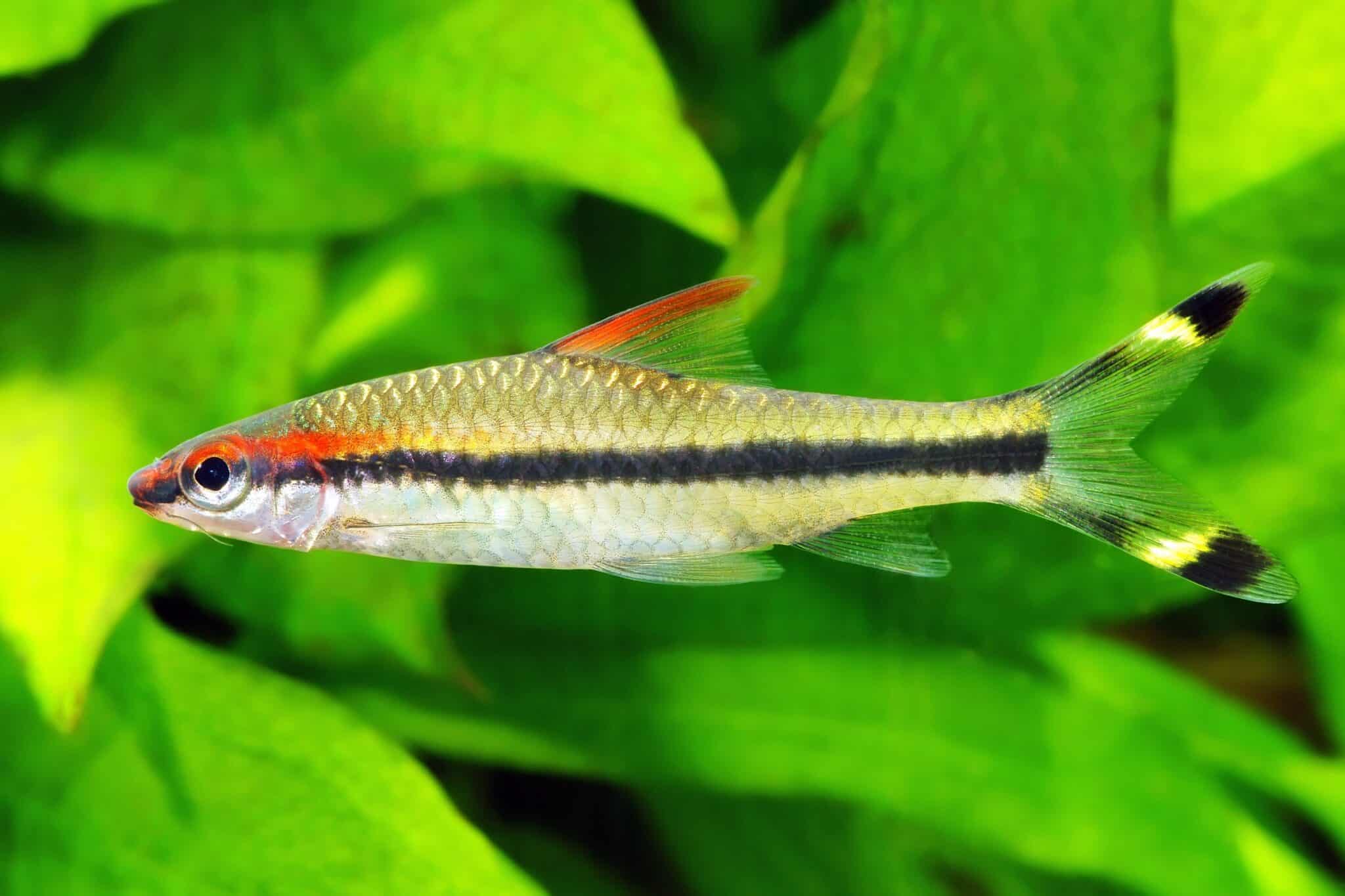 14 Freshwater Aquarium Sharks for All Tank Sizes