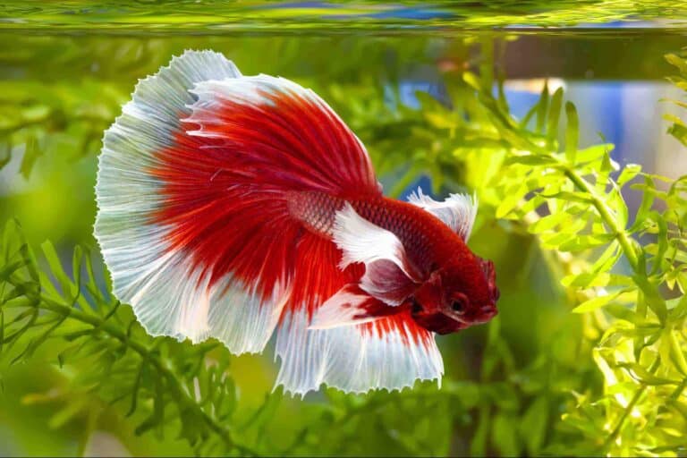 48 Types of Betta Fish: Tail Types, Colors & Patterns