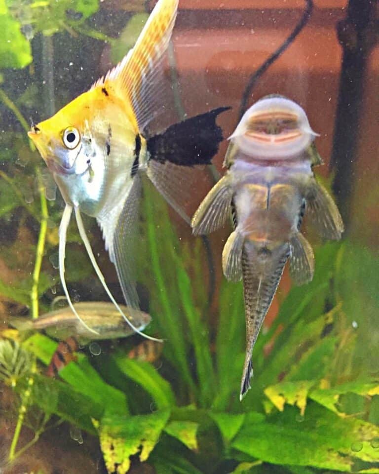 Rubber Lip Pleco: Species Profile, Care Guide & Facts