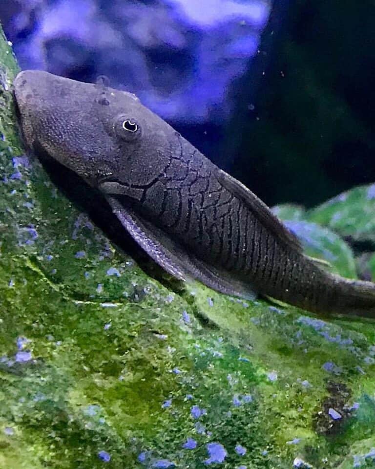 Rubber Lip Pleco: Species Profile, Care Guide & Facts