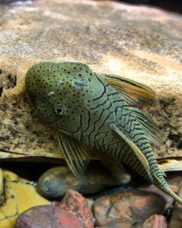 Rubber Lip Pleco: Species Profile, Care Guide & Facts