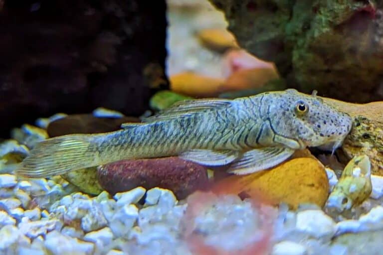 Rubber Lip Pleco: Species Profile, Care Guide & Facts
