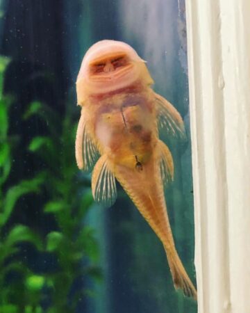 Rubber Lip Pleco: Species Profile, Care Guide & Facts