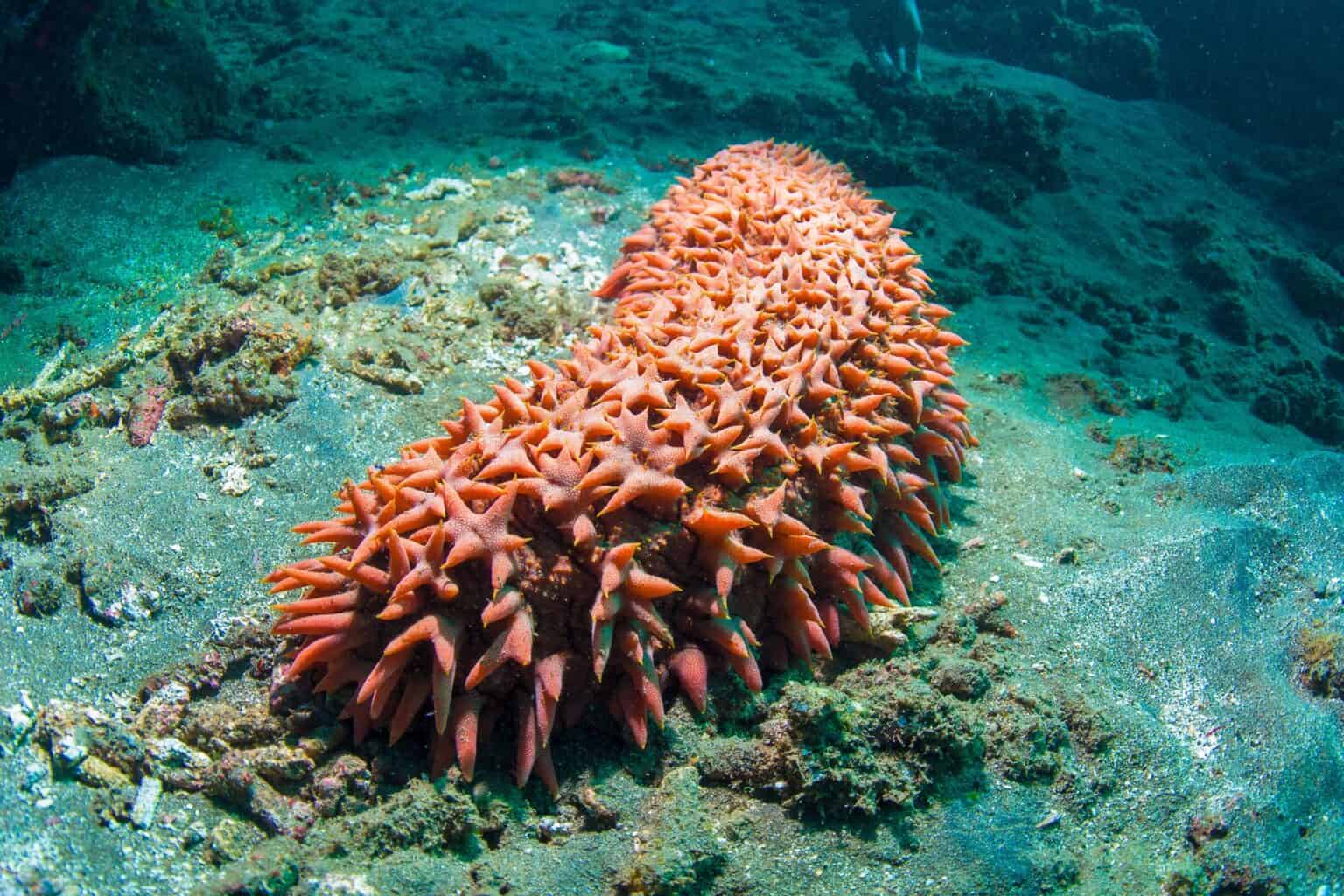 11 Scary and Strange Mariana Trench Animals