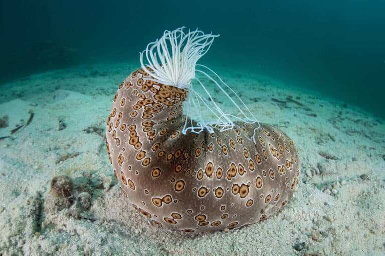 11 Scary and Strange Mariana Trench Animals