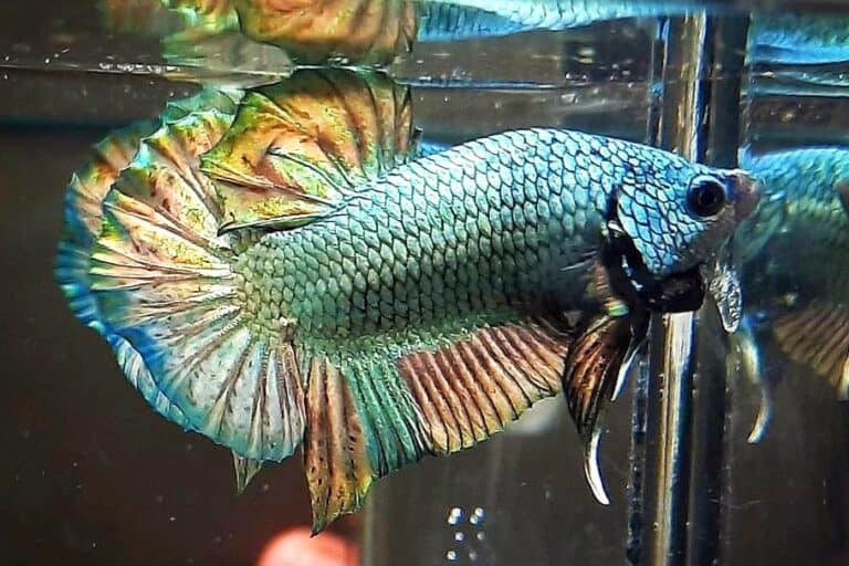 Mustard Gas Betta Fish: Species Profile & Care Guide