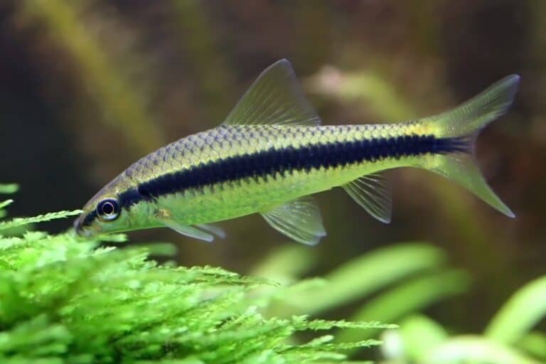 14 Freshwater Aquarium Sharks for All Tank Sizes