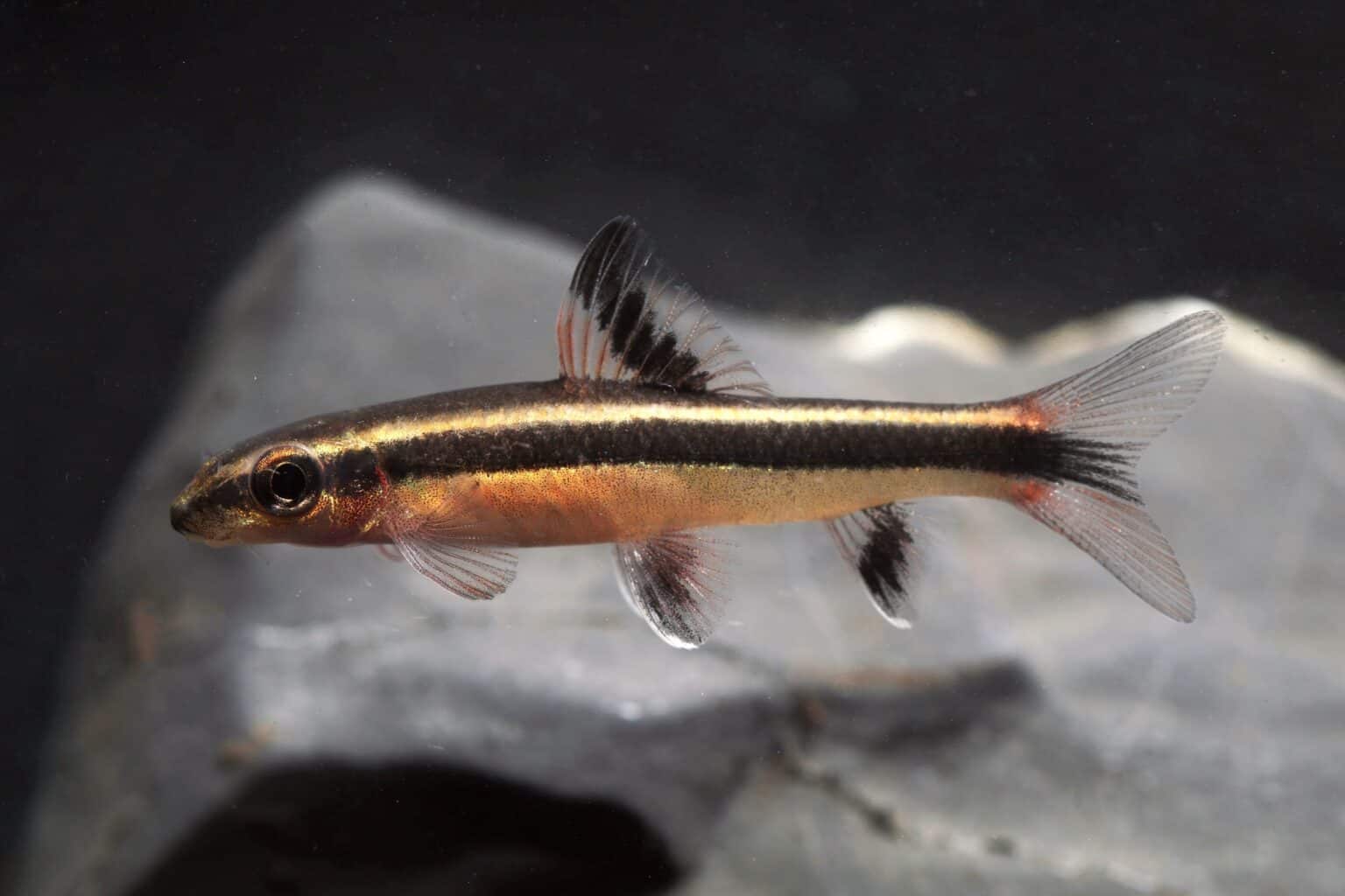 14 Freshwater Aquarium Sharks for All Tank Sizes