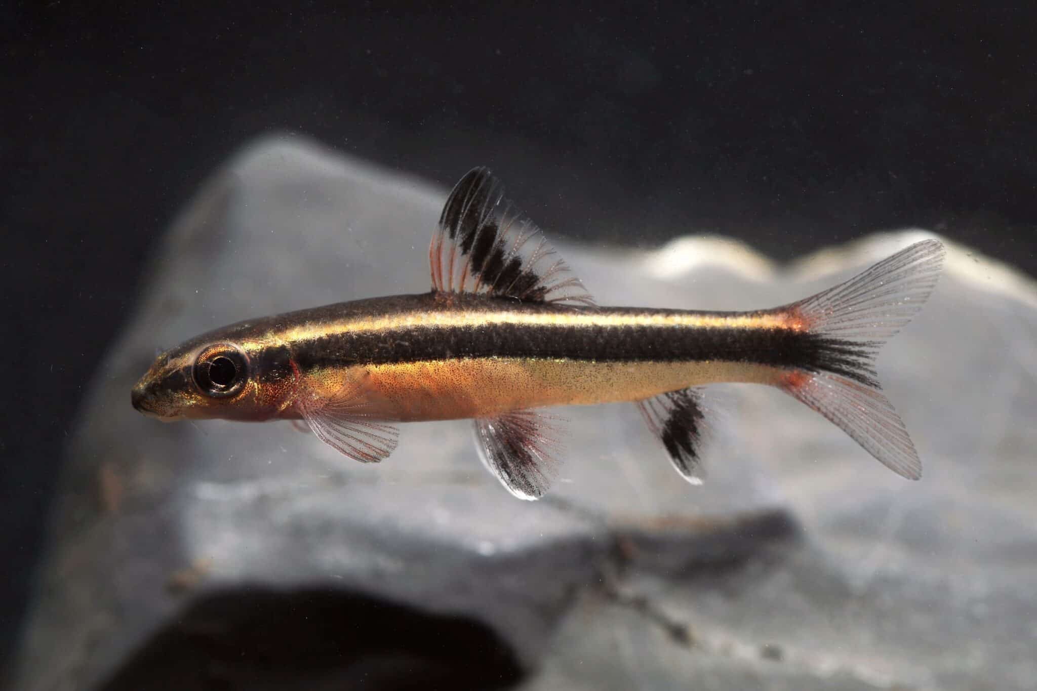 14 Freshwater Aquarium Sharks for All Tank Sizes