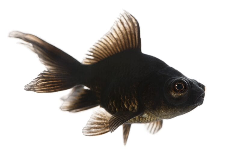 Black Moor Goldfish: Care Guide, Tankmates & More