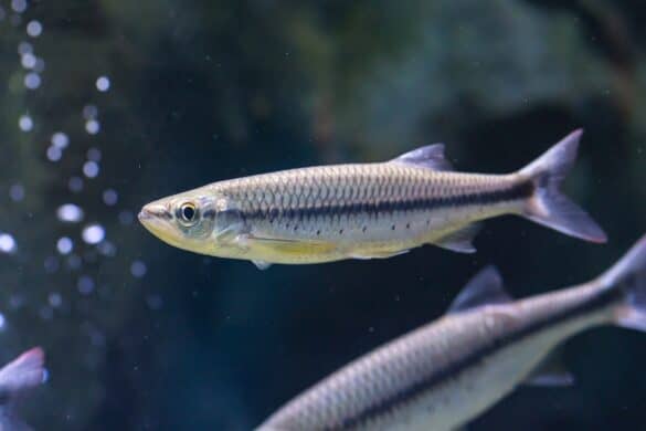 14 Freshwater Aquarium Sharks for All Tank Sizes