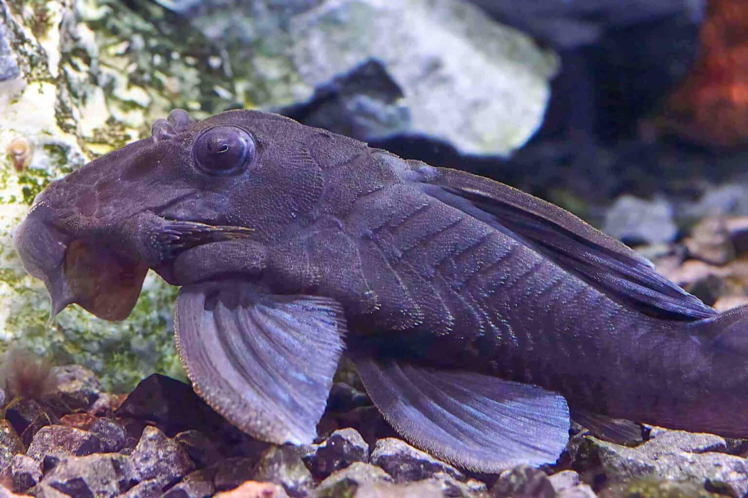 12 Smallest Pleco Species: Ranked by Size