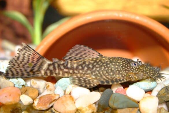 32 Types of Fish With Big Foreheads