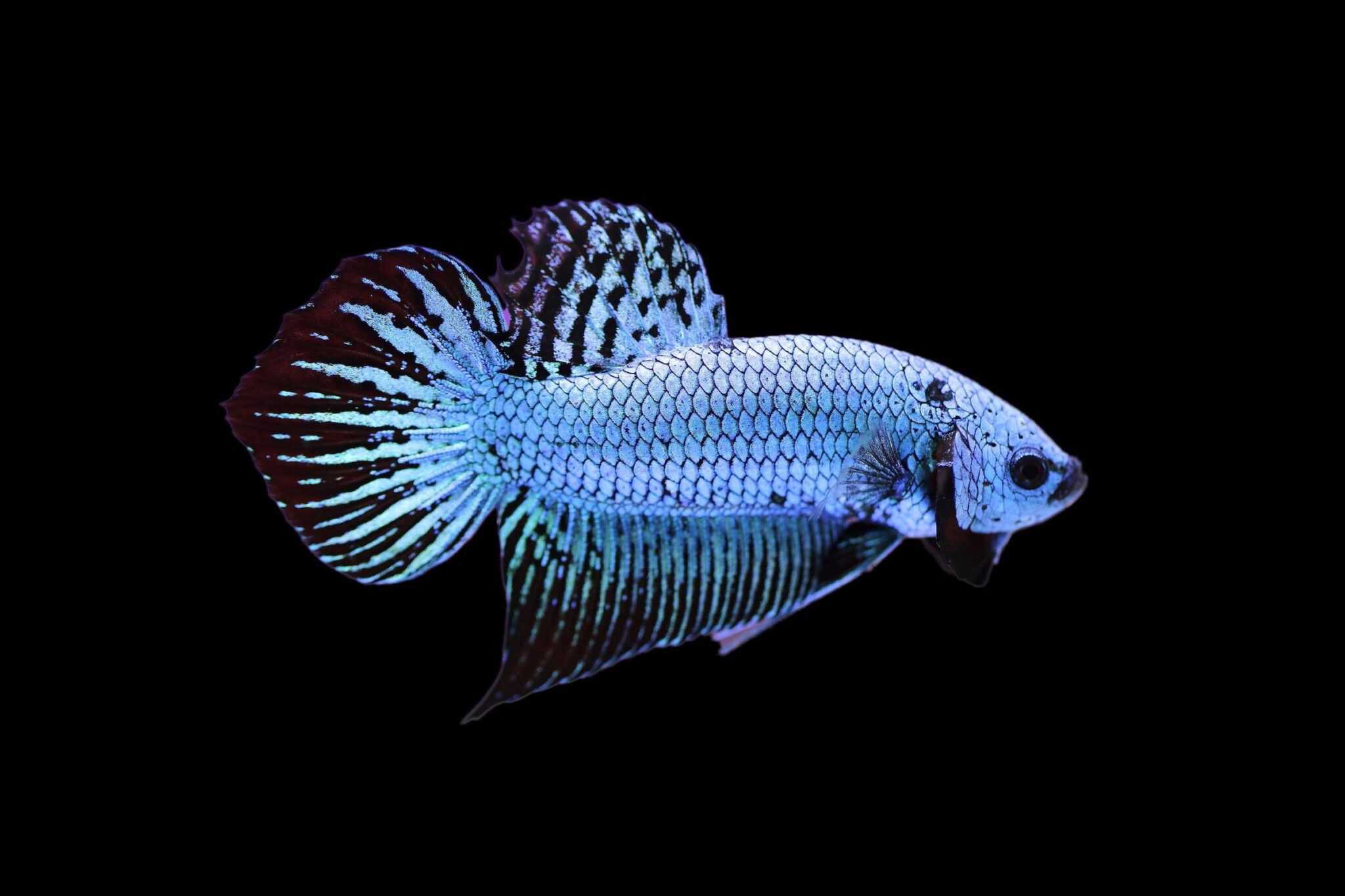 48 Types of Betta Fish: Tail Types, Colors & Patterns