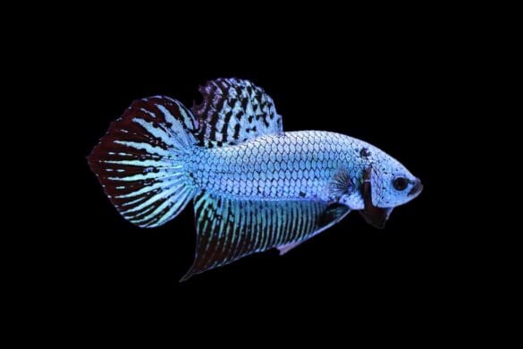 48 Types of Betta Fish: Tail Types, Colors & Patterns