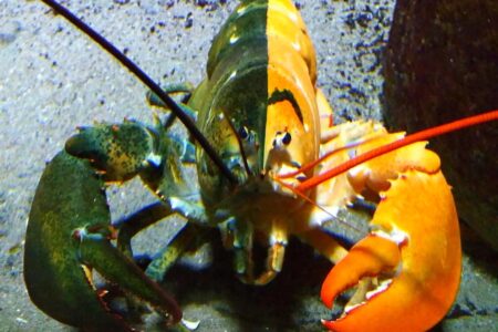 Top 8 Rarest Lobster Colors: Ranked by Rarity