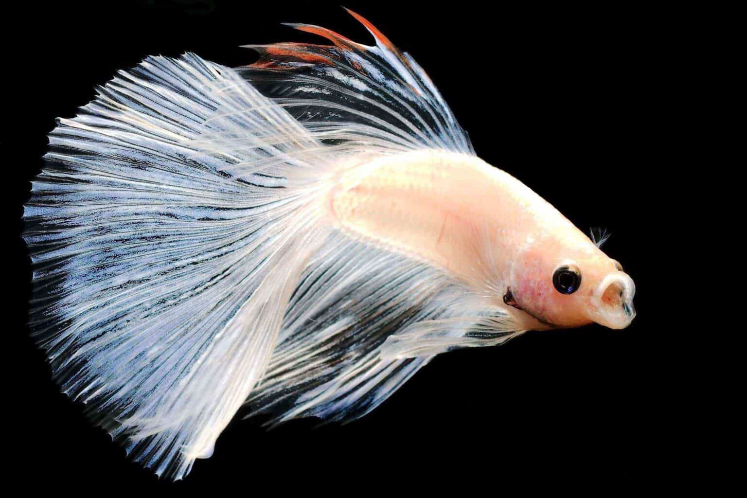 48 Types of Betta Fish: Tail Types, Colors & Patterns