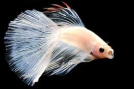 48 Types of Betta Fish: Tail Types, Colors & Patterns