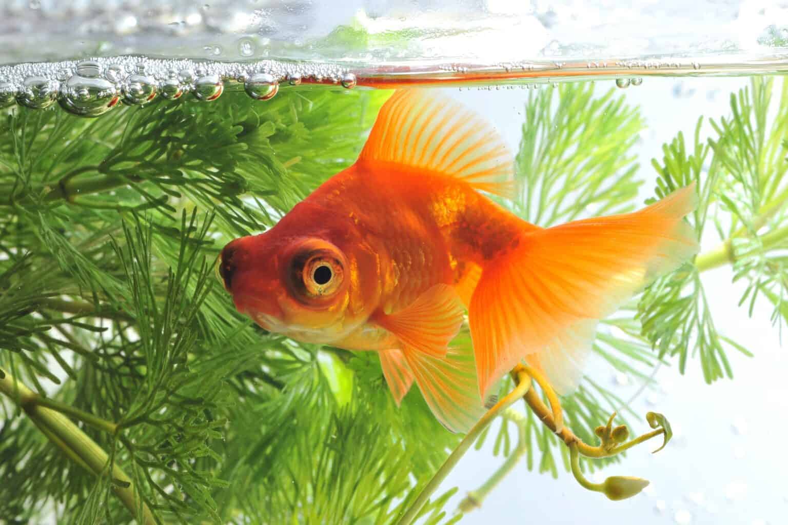 Telescope Goldfish: The Unique Goldfish With Big Eyes