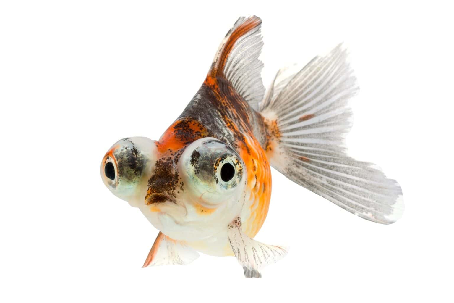 Telescope Goldfish: The Unique Goldfish With Big Eyes