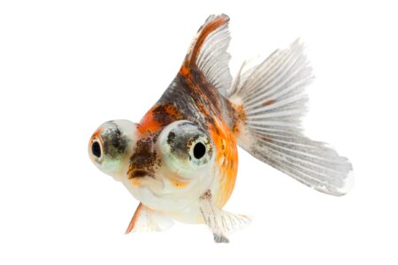 Telescope Goldfish: The Unique Goldfish With Big Eyes