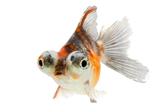 Telescope Goldfish: The Unique Goldfish With Big Eyes