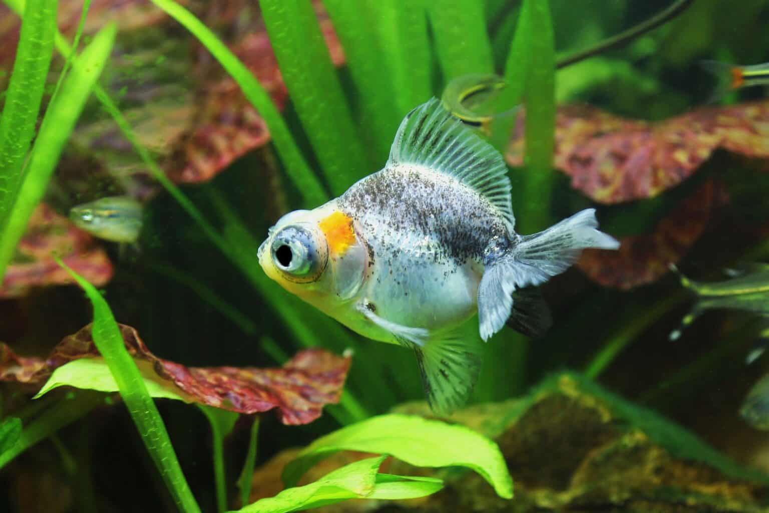 Telescope Goldfish: The Unique Goldfish With Big Eyes