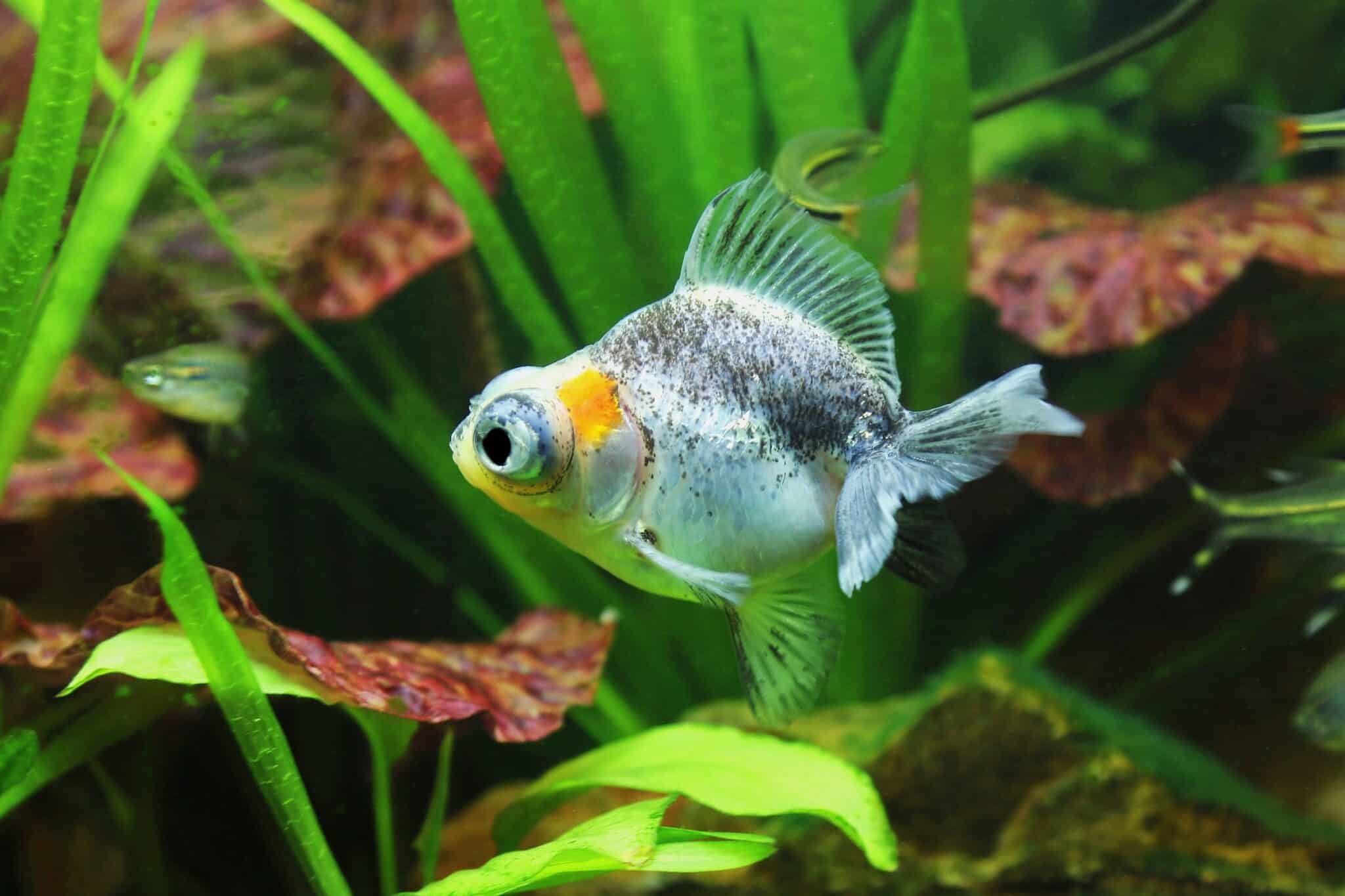 Telescope Goldfish: The Unique Goldfish With Big Eyes