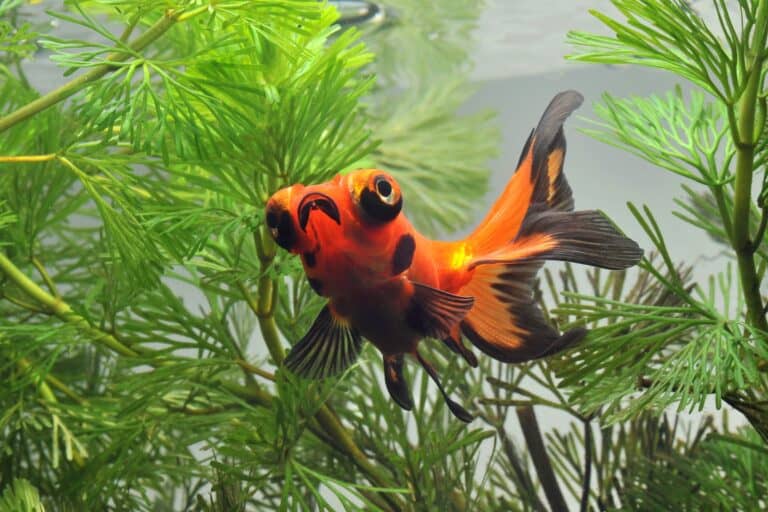 Telescope Goldfish: The Unique Goldfish With Big Eyes
