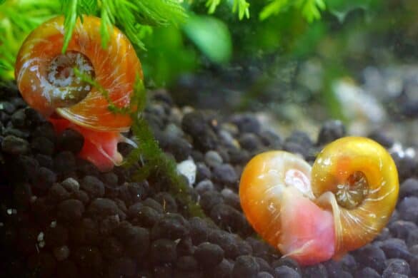 Ramshorn Snail: Species Profile, Care Guide & Lifespan