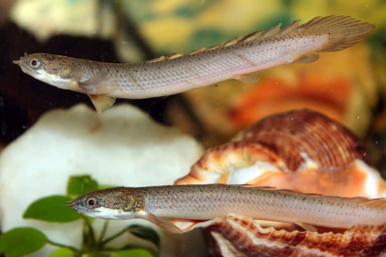 Dinosaur Bichir: Species Profile, Care Guide & Facts