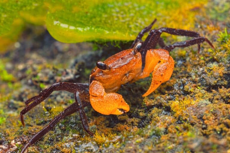 Vampire Crab: Species Profile, Care Guide & Pictures