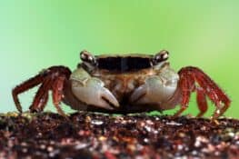 Vampire Crab: Species Profile, Care Guide & Pictures